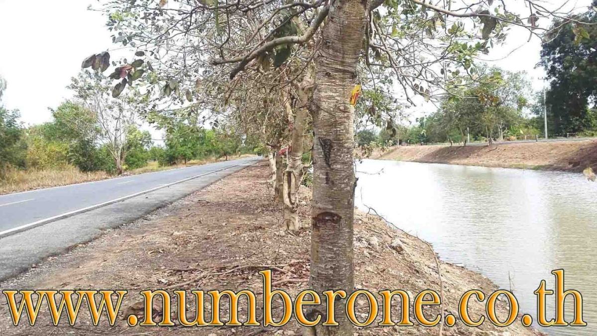 ที่ดิน ถ.ทางหลวงหมายเลข 3261 อ.หนองเสือ จ.ปทุมธานี 800 ตร.ว. ถ.ทางหลวง ...